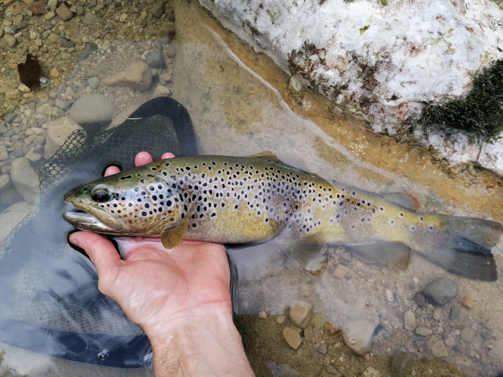 Une mosaïque de milieux naturels et d'espèces - Parc naturel régional ...