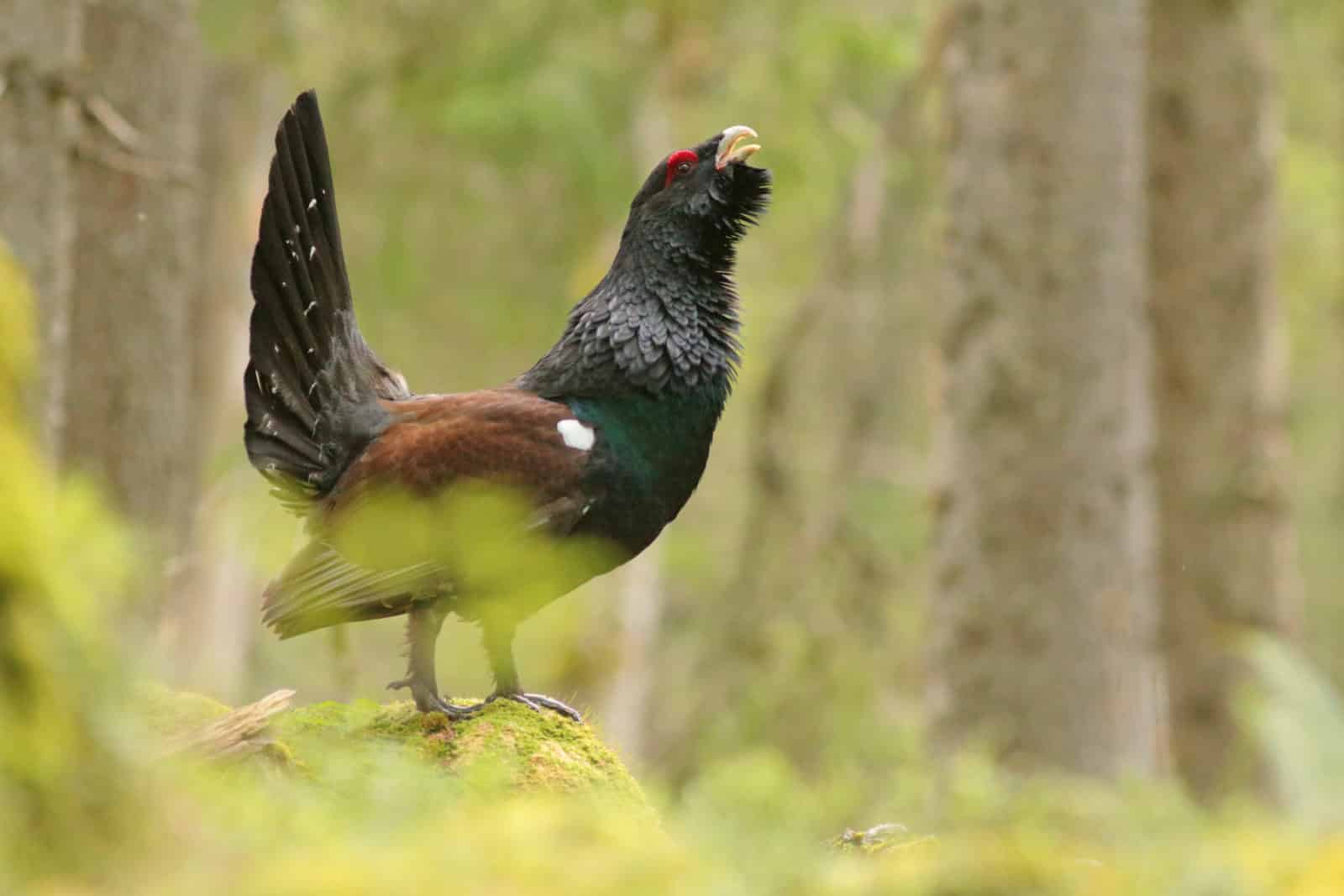 Grand tétras - Parc naturel régional du Haut Jura