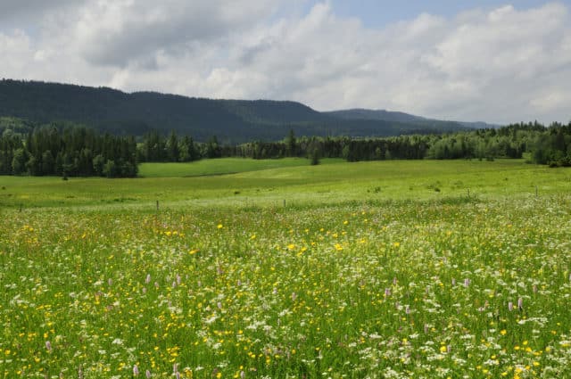 Natura 2000 - Parc naturel régional du Haut Jura